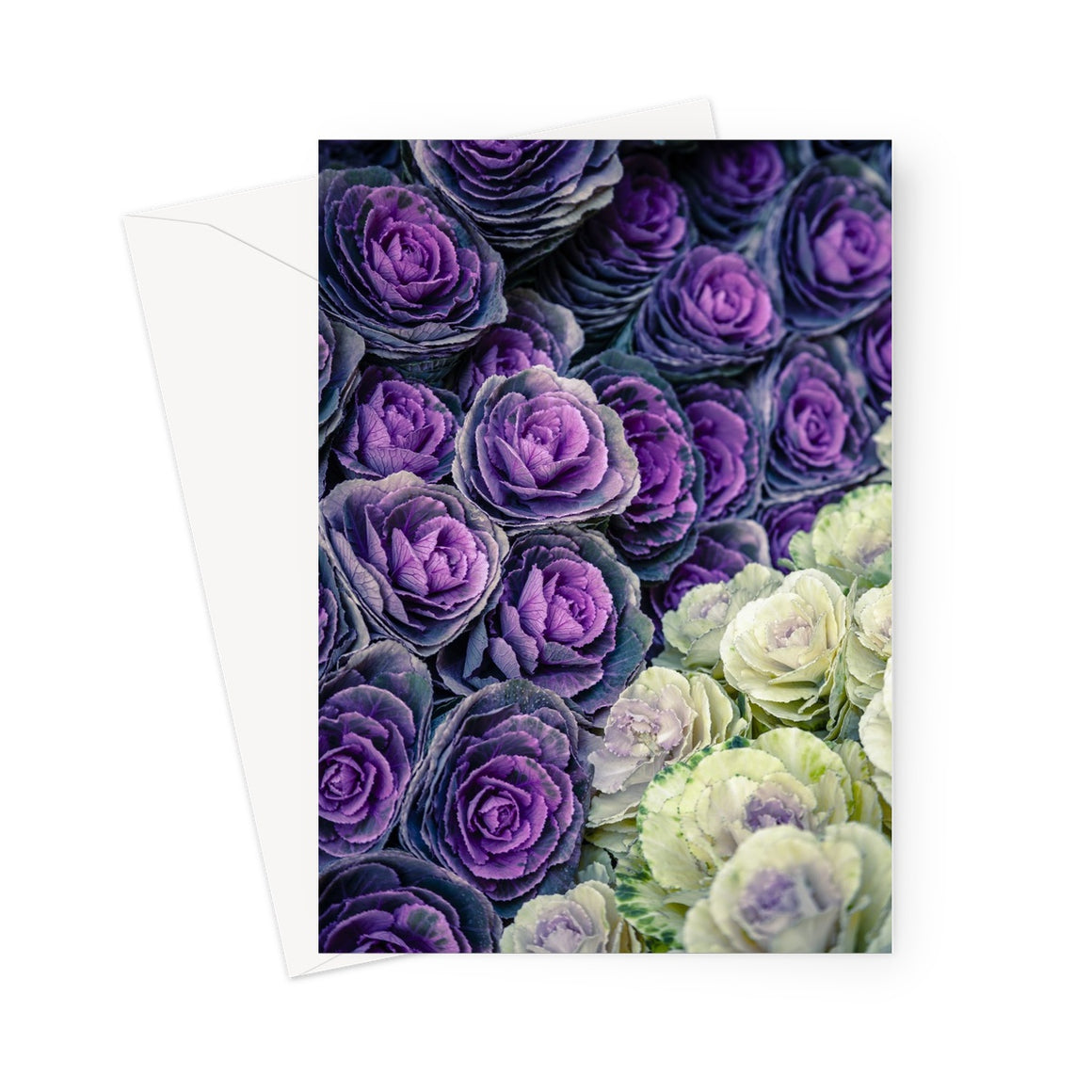'Cabbage Patch' Greeting Card – Avril Jones